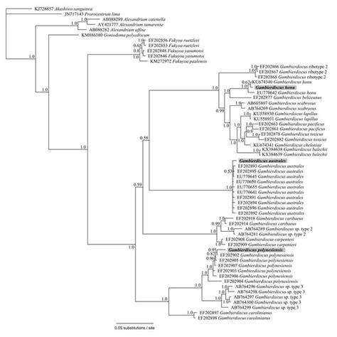 phylogenetic analysis of partial small subunit ribosomal rna ssu v4