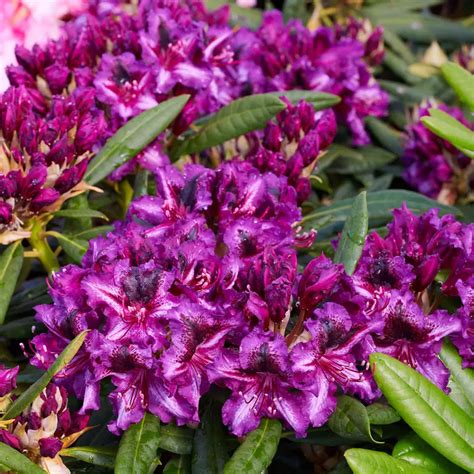 Рододендрон Gunter Dinger C6 H50 60 САД ПОЛТАВИ