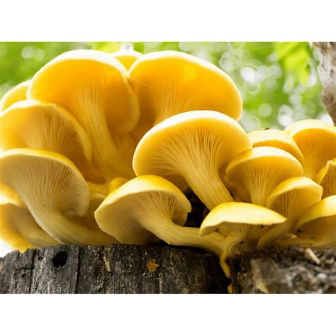 Log Plug Spawn Rootlab