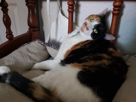 Adaptive Trigger On Pc R Wayofthehunter