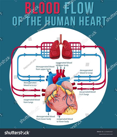 Blood Flow Human Heart Illustration Stock Vector Royalty Free Shutterstock