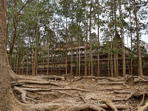 Huge Trees With A Powerful Root System Stock Photo Image Of Immense Race 158952146