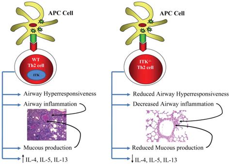 ITK Inhibitors In Inflammation And Immune Mediated Disorders Abstract Europe PMC