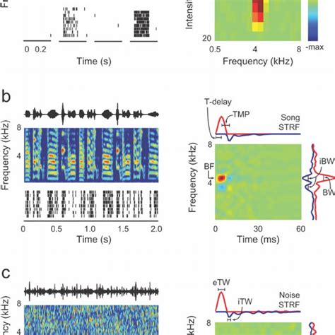 Auditory Neurons Are Characterized By Their Receptive Fields Download