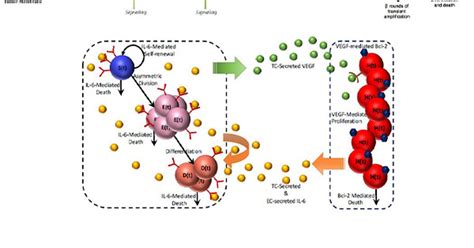 Mathematical Modeling Turns Cancer Discoveries Into Effective