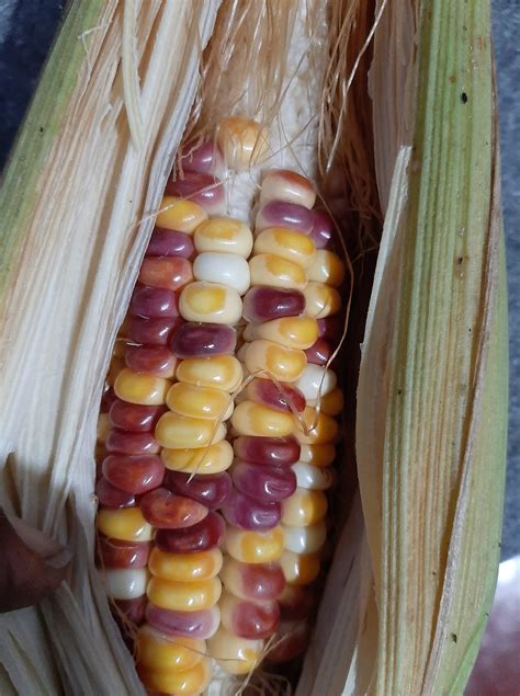 සරුසාර ගෙවත්ත වස විසෙන් තොර ගොවිතැන හා බීජ හුවමාරුව Facebook