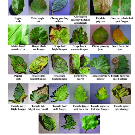 PDF Crop Leaf Disease Image Super Resolution And Identification With Dual Attention And