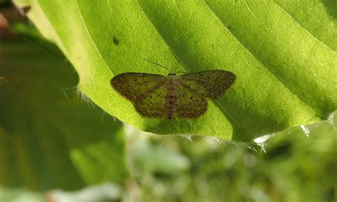 Resources For Recording And Identifying Micro Moths Kitenet