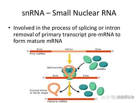 Rna种类大盘点 知乎