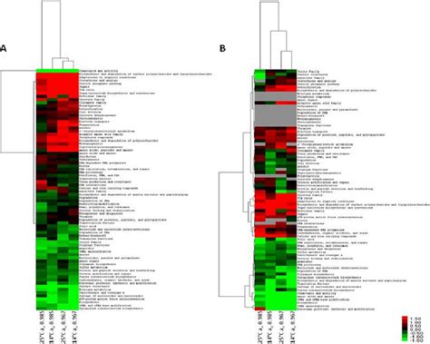 Hierarchical Clustering Analysis Of Transcriptomic A And Proteomic