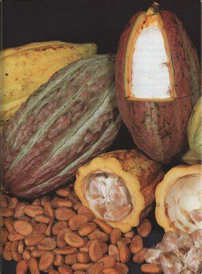 Pollination And Pods CHOCOLATE Online Exhibitions Across Cornell University Library