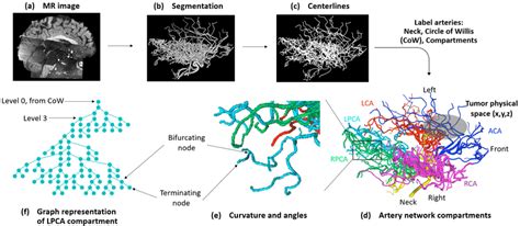 Extracting Properties Of A Patients Arterial Network From Mr Images