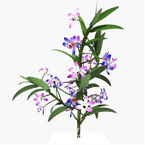 Dendrobium Flower 3d Model Animated Cgtrader