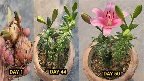 Growing Lilium Bulbs At Susan Guthrie Blog