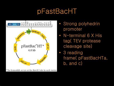 Ppt Bac To Bac Baculovirus Expression System Powerpoint Presentation Id 201660