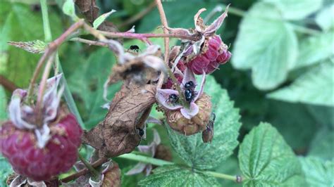 Raspberrys Are Over Run With Bugs This Year What Are They Thanks