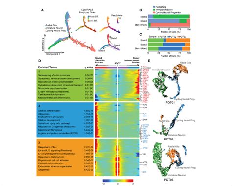Evolution Of Neuroectodermal Cells In Pdt A Monocle Trajectory Of