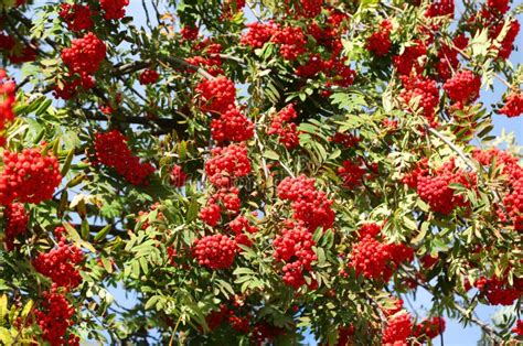 Tree With Red Berries Called Sorbus Aucuparia Or Commonly Rowan Stock Image Image Of Fruit
