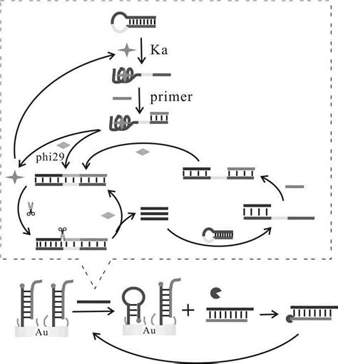 Electrochemical Sensor For Detecting Kanamycin Based On Nucleic Acid Aptamer And Preparation