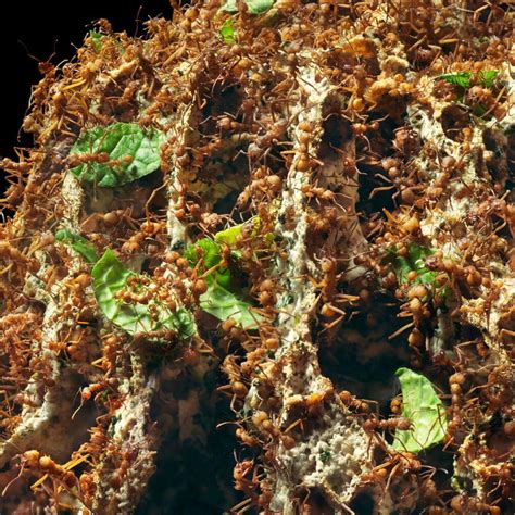 Leaf Cutter Ants Fungus Leaf Cutter Ants And Fungus Culturing