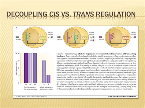 Ppt Cis Regulatory Snps Altering Transcription Detected By Allelic Expression Mapping