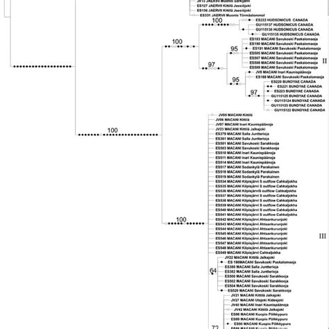 strict consensus tree based from parsimony analysis of mtdna coi