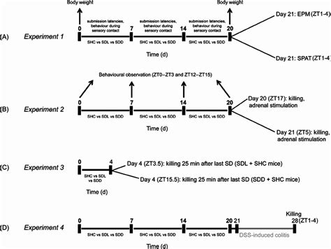 Schematic Illustration Of The Experimental Procedures Description Of Download Scientific