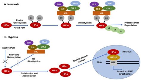 cancers mdpi on linkedin review