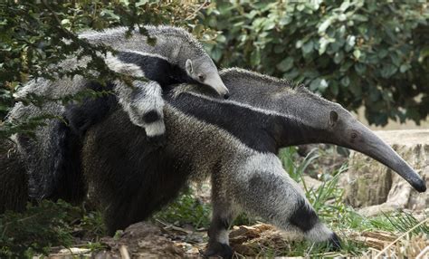 15 Facts About Anteaters You Probably Didnt Know