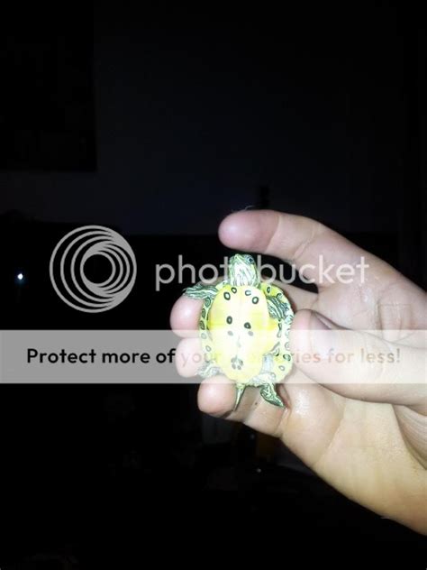 Noob To Turtles Reptile Forums