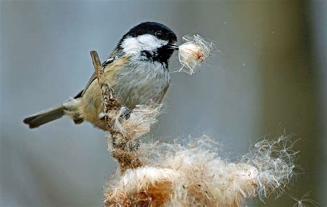 Coal Tit Nesting Facts Habits And Images Full Guide Bird Nature