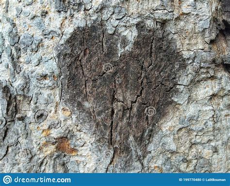 Heart Shape On The Tree Trunk Stock Photo Image Of Micro Steel