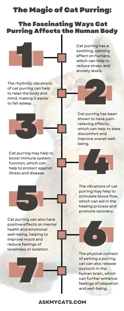Cat Purring Effect On Humans The Power Of Cat Purring