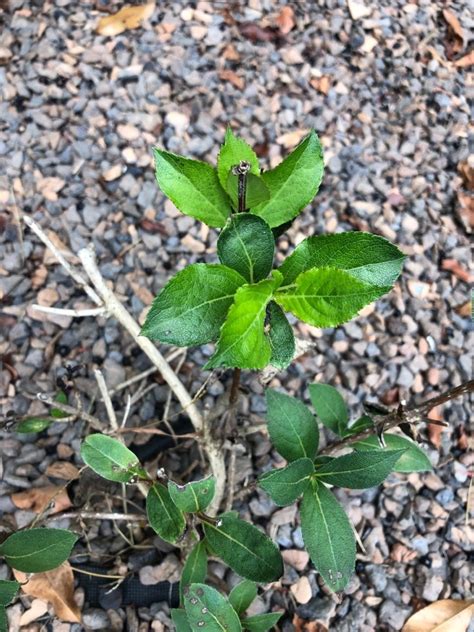How To Identify Hydrangeas Hydrangea