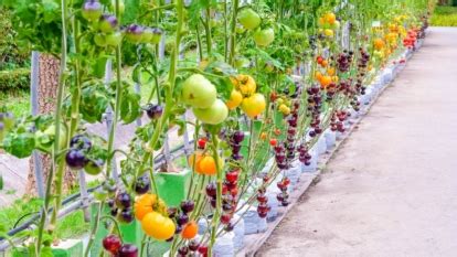 How To Plant Grow And Care For Heirloom Tomatoes