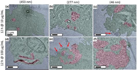 Graphene Oxide Nanotoxicity A Comprehensive Analysis Intechopen
