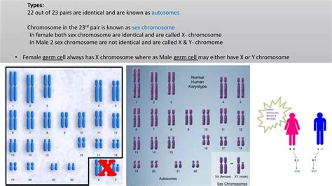 Classification Of Chromosome And Karyotyping Pptx