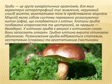 Презентація Загальна характеристика грибів