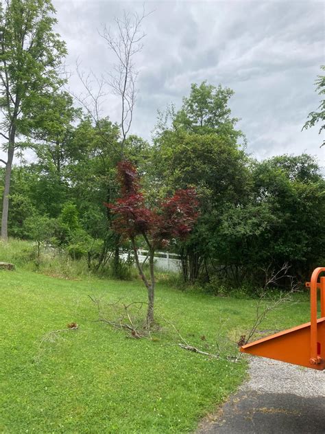 Japanese Maple Root Damage Rarborists