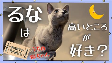 るなは高いところが好き？（うちの猫ちゃん） Youtube