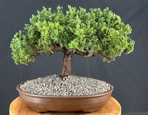 Juniper Bonsai Tree Trained Juniper Procumbens Nana