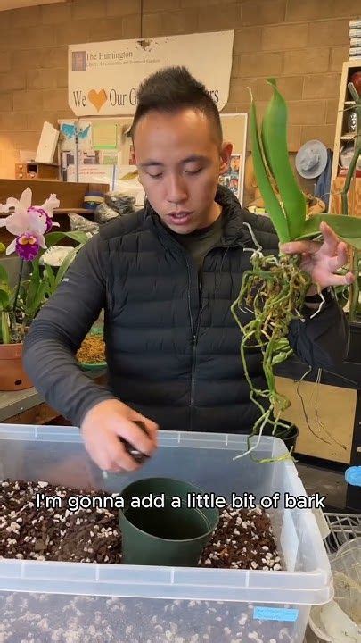 How To Repot Your Orchid In 2025 Orchid Plant Care How To Replant