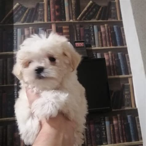 ძაღლების ყიდვა ყველა ჯიში ხათუნა Tbilisi