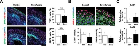 cortical layer markers and inhibitory neurotransmitter levels in