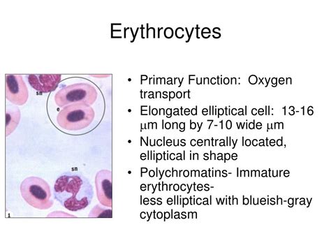 PPT Hematology PowerPoint Presentation Free Download ID