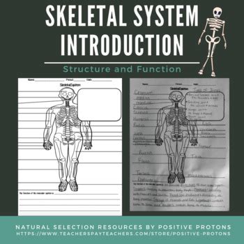 Skeletal System Introduction Structure And Function TPT