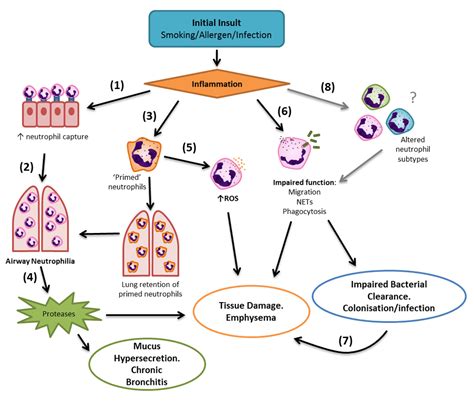 Neutrophilic Inflammation