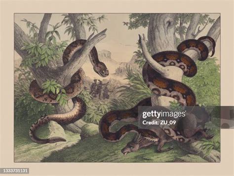 Jungle Girl Python