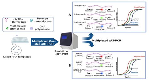 Development Of Multiplex Real Time Rt Qpcr Assays For The Detection Of