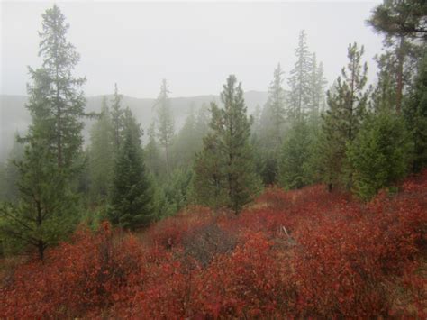 Why Do Trees Turn Colors In The Fall Gulo In Nature